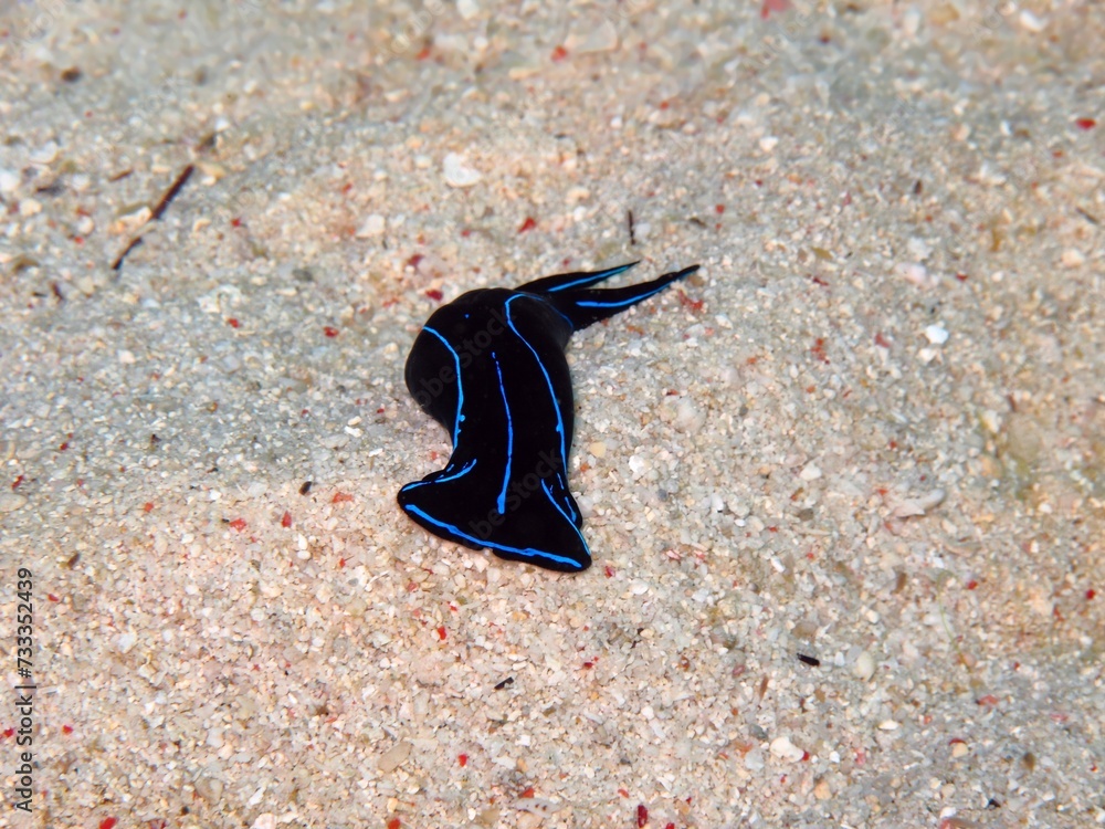 Black and blue nudibranch on the sandy seabed. Aquatic tropical slug on ...