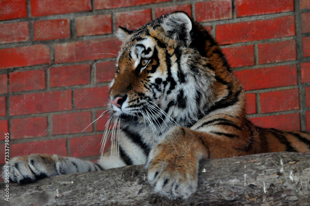 Animals are a traditionally (since the time of Aristotle) distinguished ...