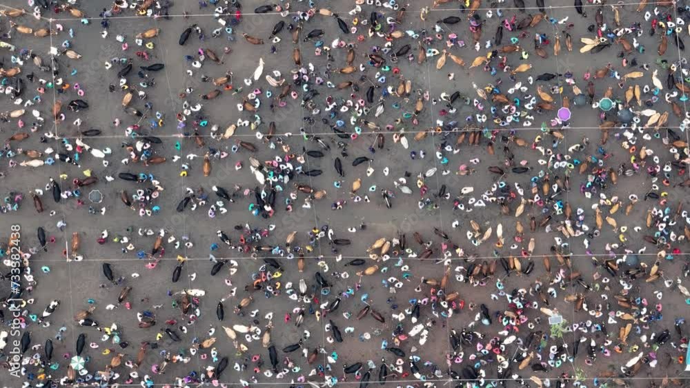 A bustling cattle market in Bangladesh from a breathtaking aerial ...