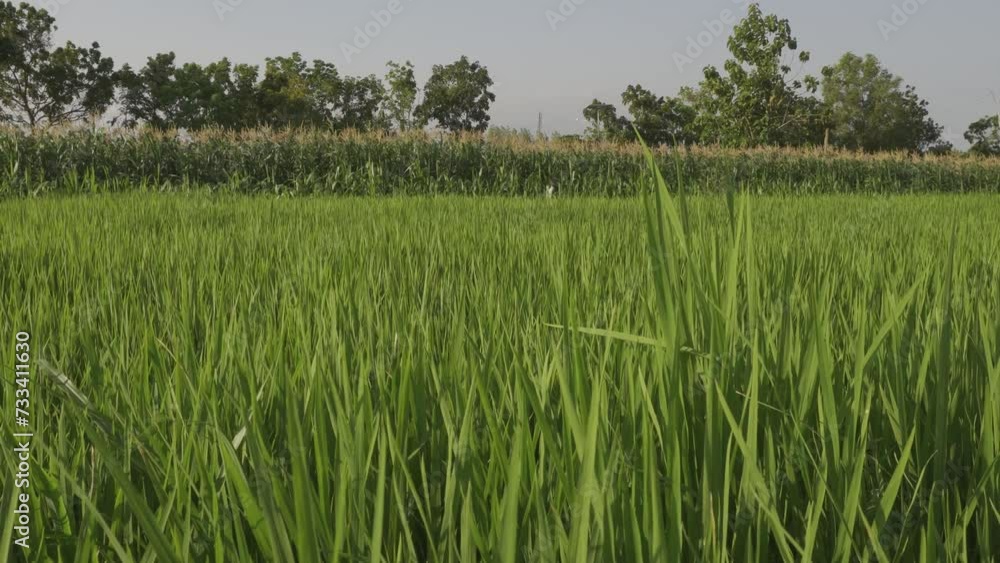 Rice plants that are green in Indonesian rice fields with blue sky and ...