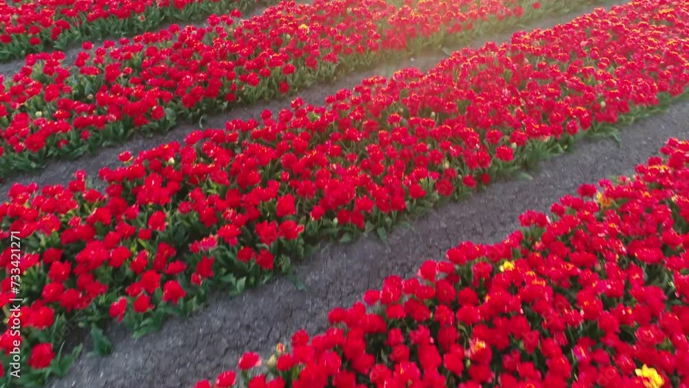 Aerial drone view of tulip rows moving backwards showing the bright red ...