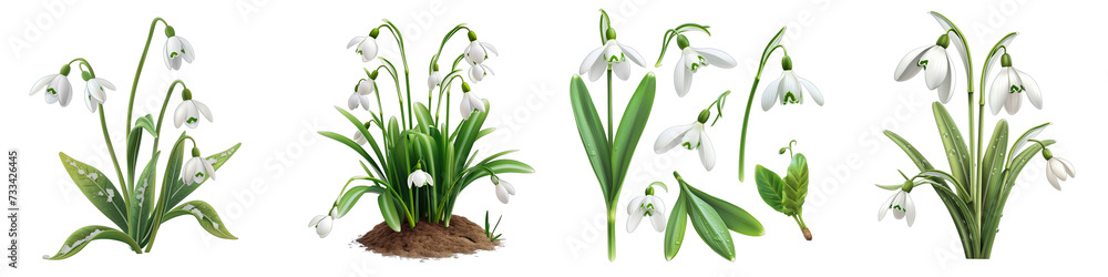 snowdrops and green leaves Hyperrealistic Highly Detailed Isolated On ...