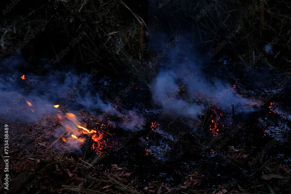 burning conflagration, burning ash, charred dry grass in forest, acrid ...