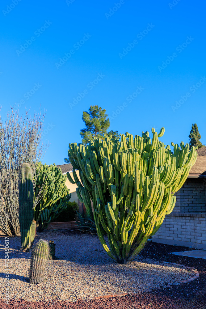 Desert style xeriscaping with columnar tree-like desert cereus cacti ...