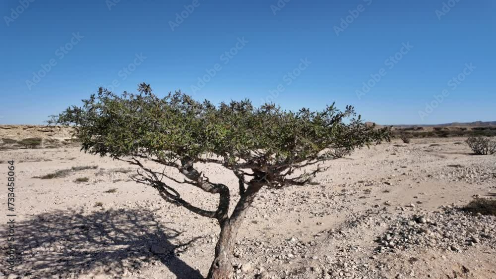 Aerial view of a Frankincense Tree in Wadi Dawkah Natural Park in Oman ...