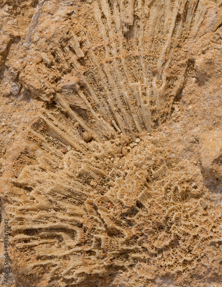 Fossil corals of the Red Sea. Ancient creatures, turned into stone ...