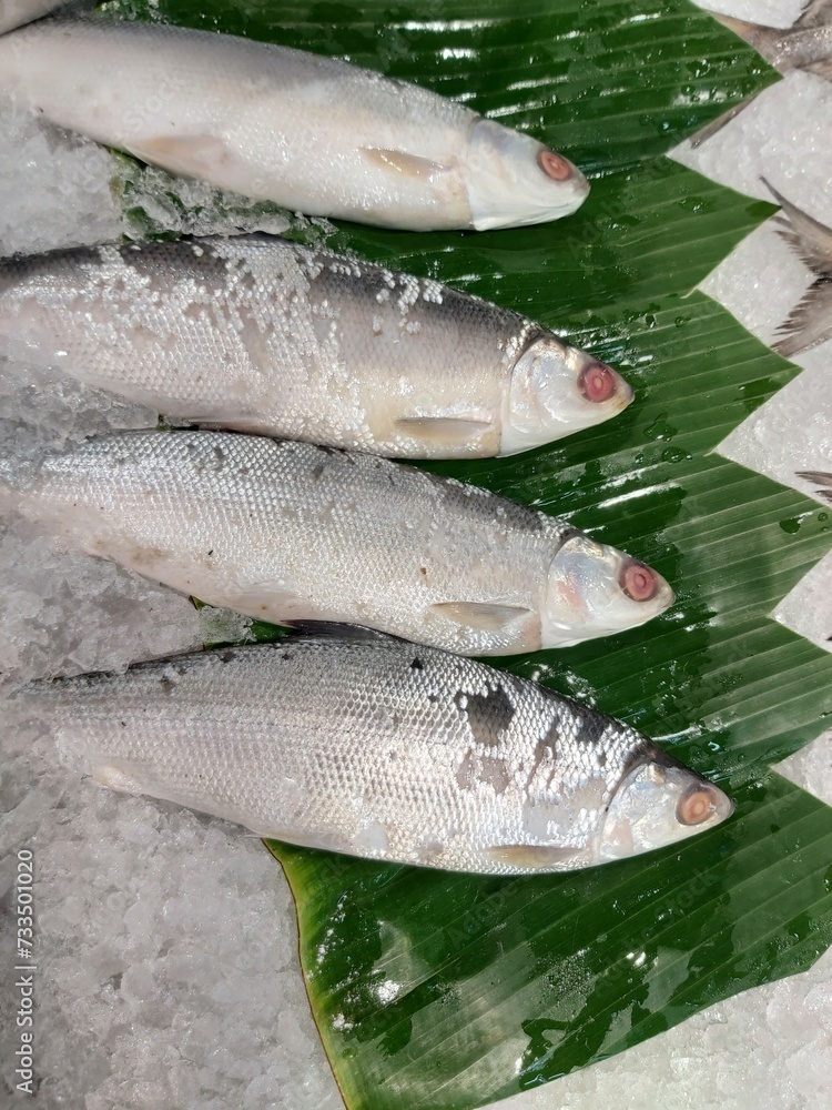 The milkfish (Chanos chanos) or Bangus is the sole living species in ...