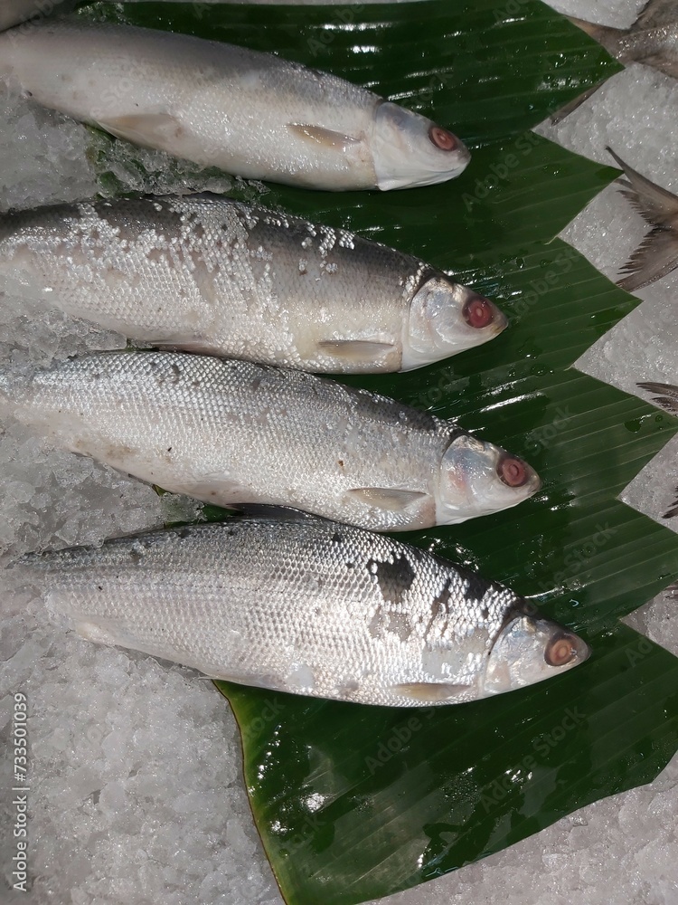 The milkfish (Chanos chanos) or Bangus is the sole living species in ...