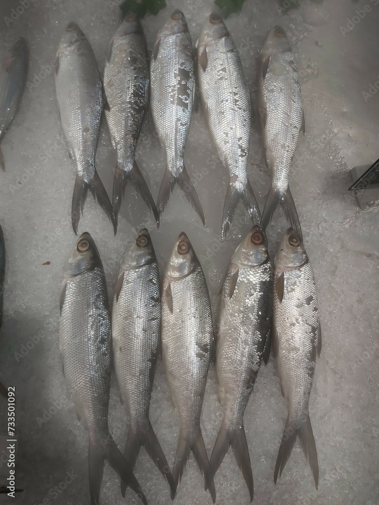 The milkfish (Chanos chanos) or Bangus is the sole living species in ...