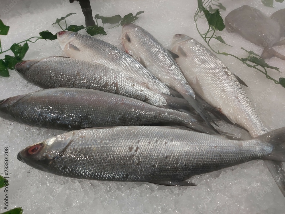 The milkfish (Chanos chanos) or Bangus is the sole living species in ...