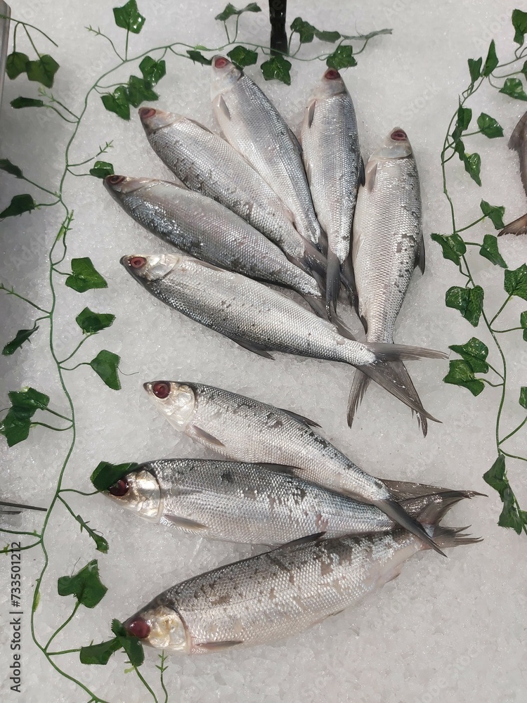 The milkfish (Chanos chanos) or Bangus is the sole living species in ...
