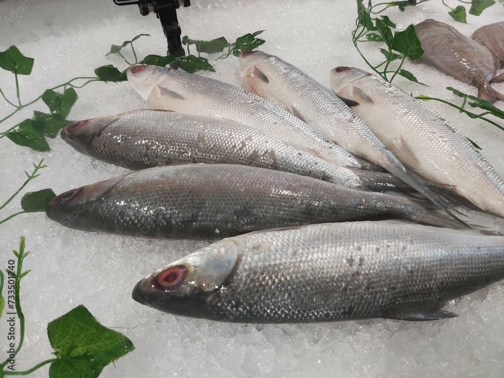 The milkfish (Chanos chanos) or Bangus is the sole living species in ...