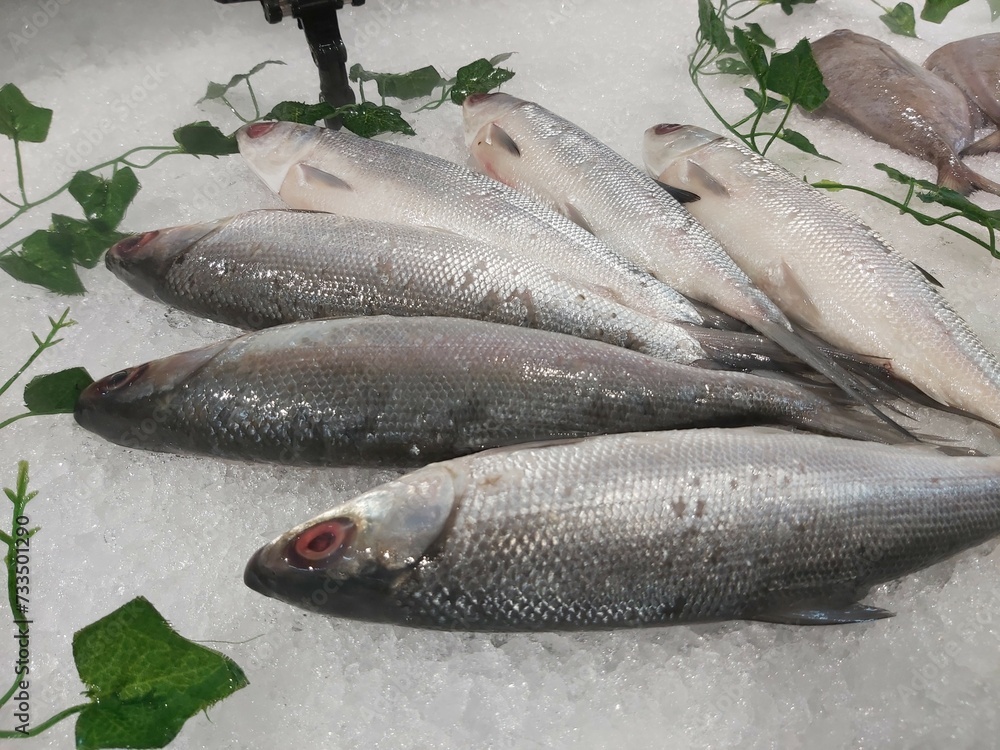The milkfish (Chanos chanos) or Bangus is the sole living species in ...