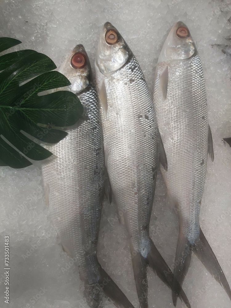 The milkfish (Chanos chanos) or Bangus is the sole living species in ...
