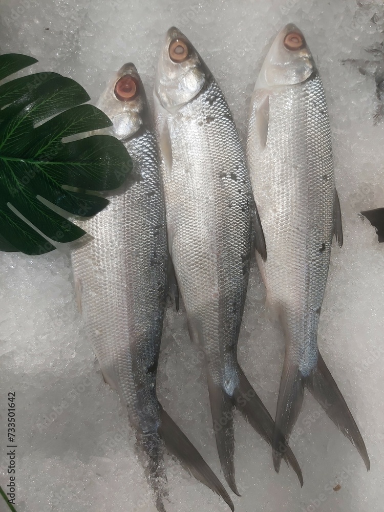 The milkfish (Chanos chanos) or Bangus is the sole living species in ...