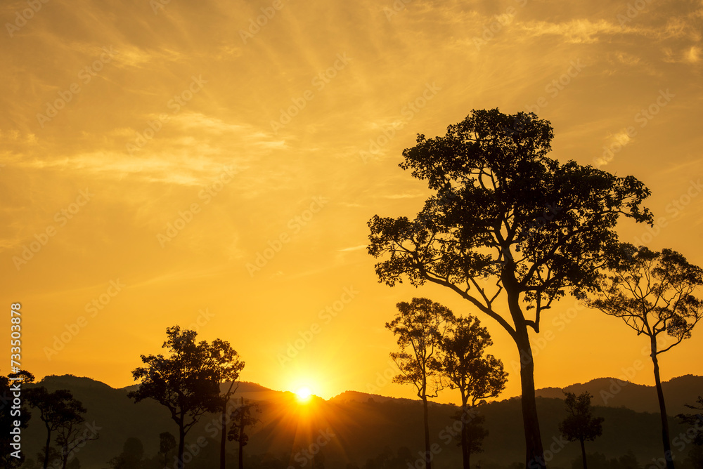 Golden sunshine sky tropical tree fields in sunny morning. Silhouette ...