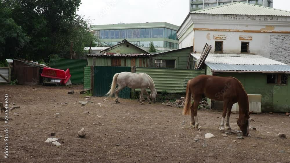 Vidéo Stock Horse Equus caballus is domesticated, one-toed, hoofed ...