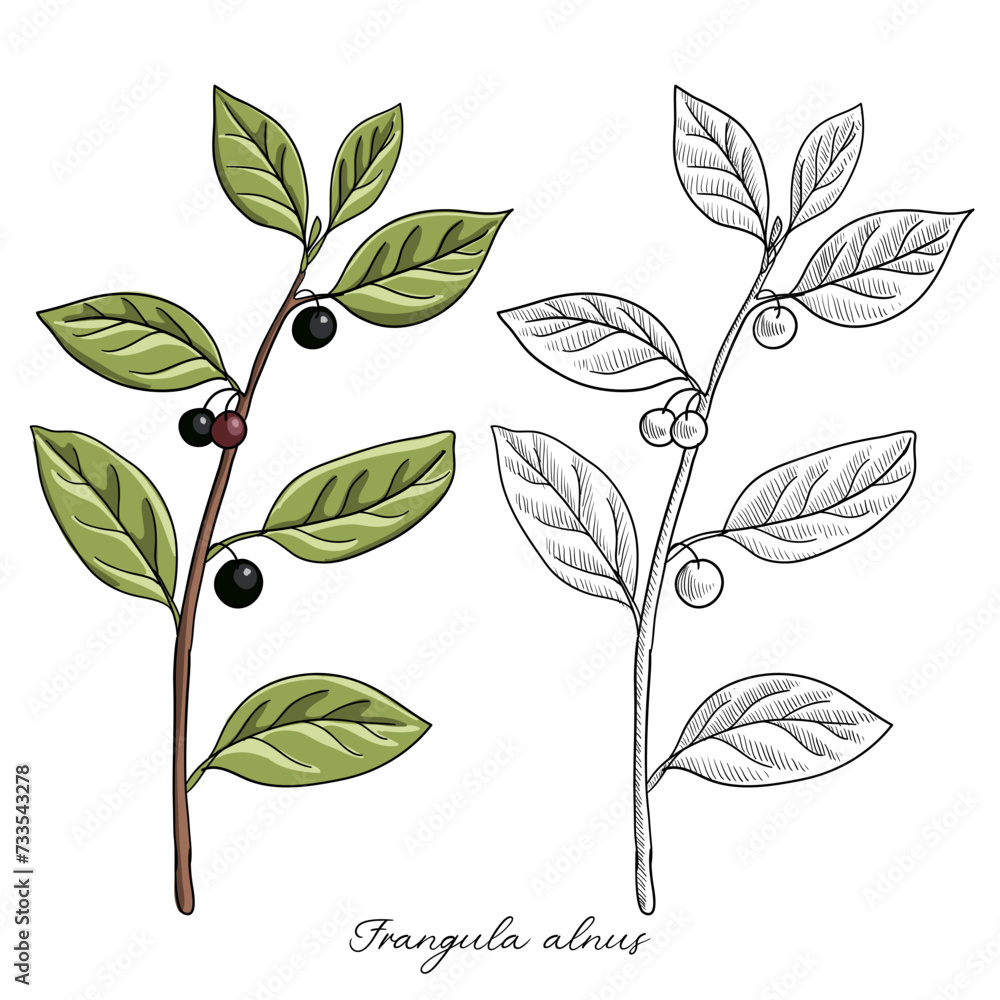 vector drawing alder buckthorn branch with leaves and berries ,Frangula ...