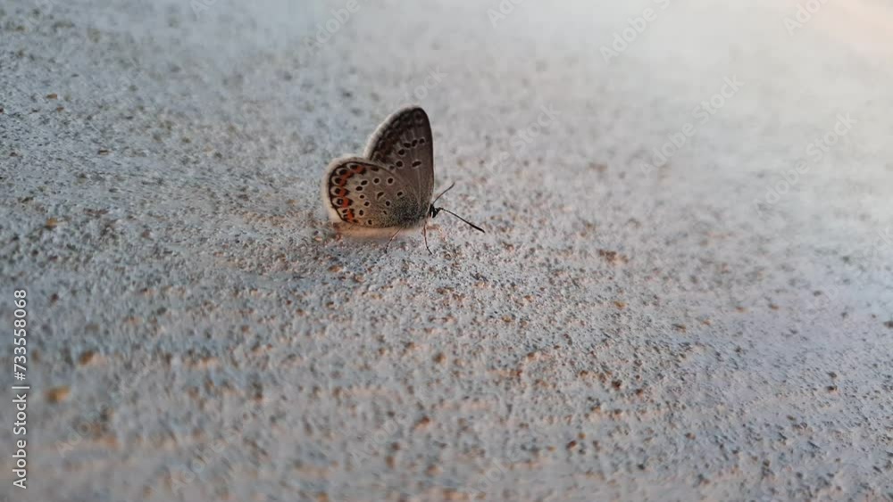 Eastern Tailed Blue butterfly moving on a wall. Tiny winged insect ...