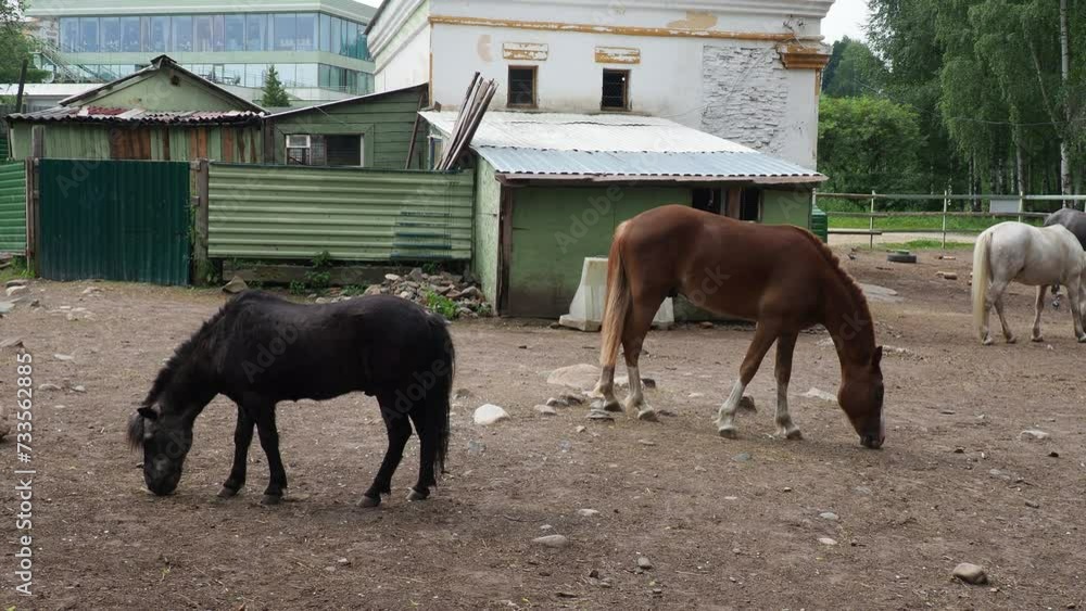 Vidéo Stock Horse Equus caballus is domesticated, one-toed, hoofed ...