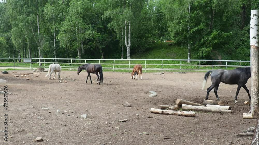 Horse Equus caballus is domesticated, one-toed, hoofed mammal. Black ...