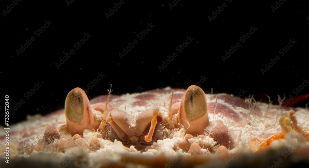 Box crab (Calappa granulata) is a marine crustacean native to ...