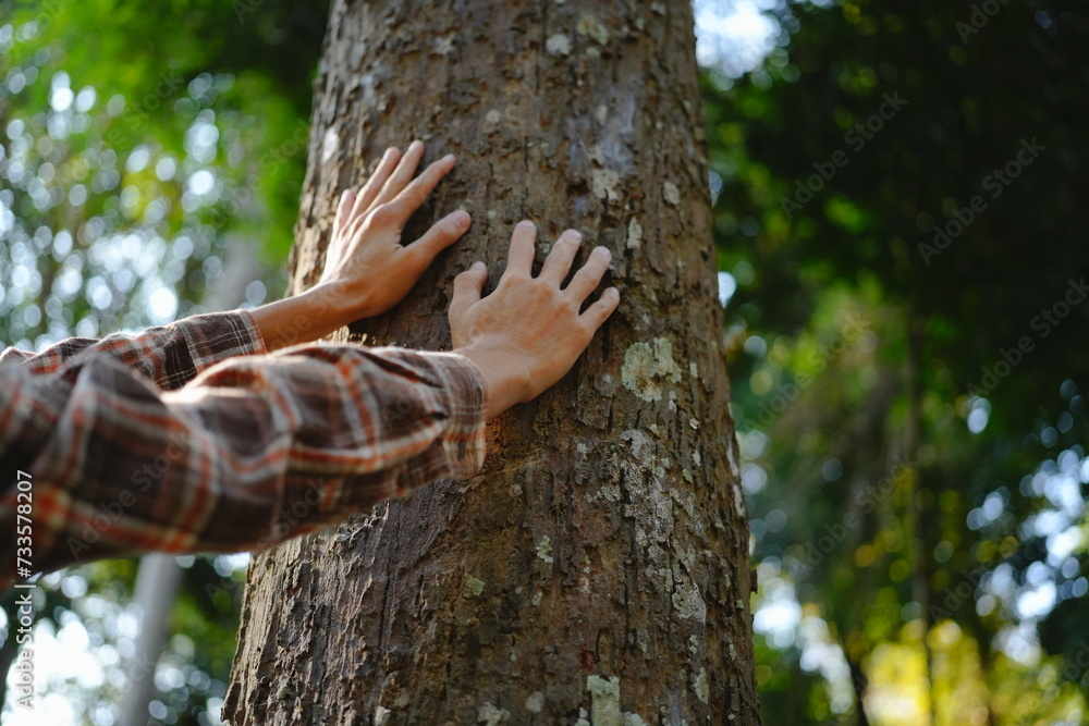 Human hands touching tree green forest in tropical woods, hug tree or ...