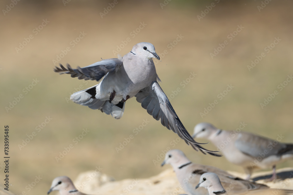 Ring-necked dove, Cape turtle dove or half-collared dove - Streptopelia ...