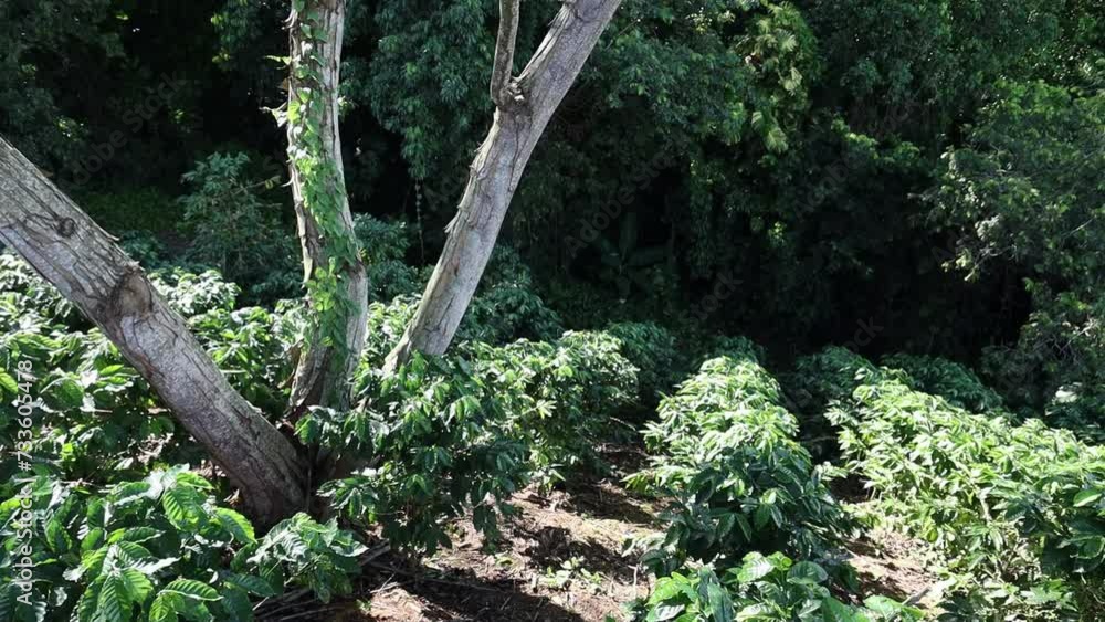 Sunny day in the farm of coffee trees with greenery growth Stock-Video ...
