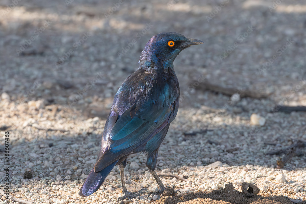 Cape starling, red-shouldered glossy-starling, Cape glossy starling ...