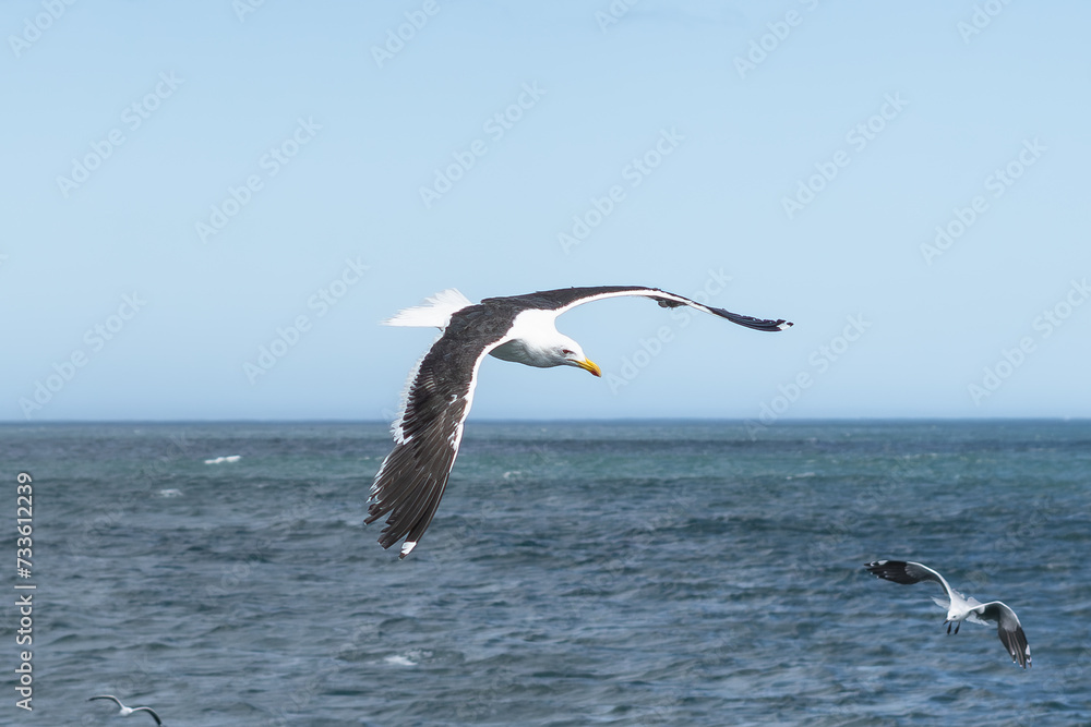 Kelp gull, Dominican gull - Larus dominicanus subspecies Cape gull ...