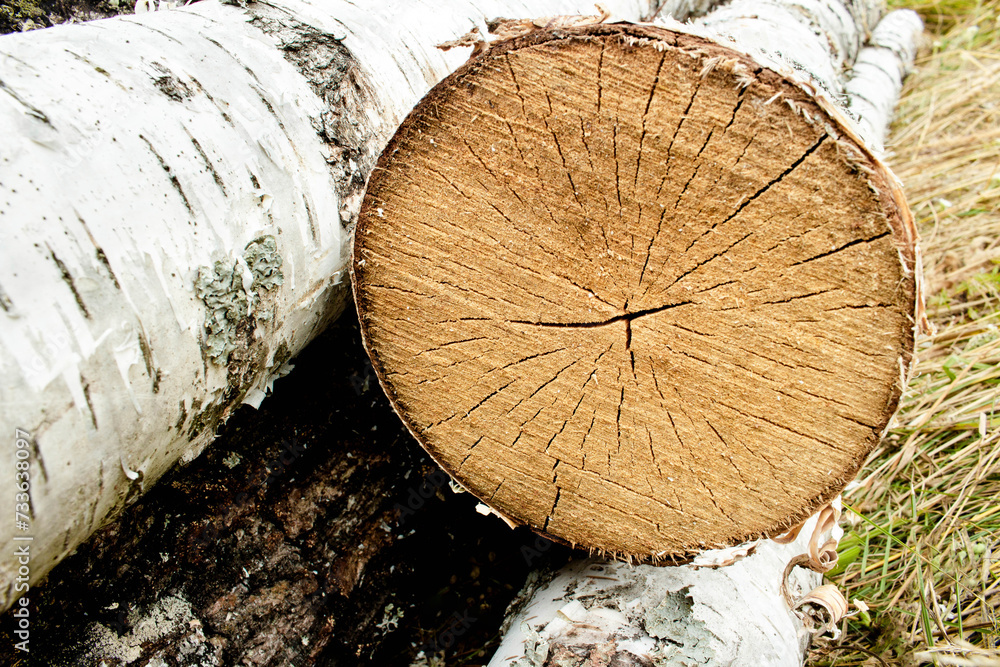 Old wooden birch tree cut surface. Detailed warm dark brown and orange ...