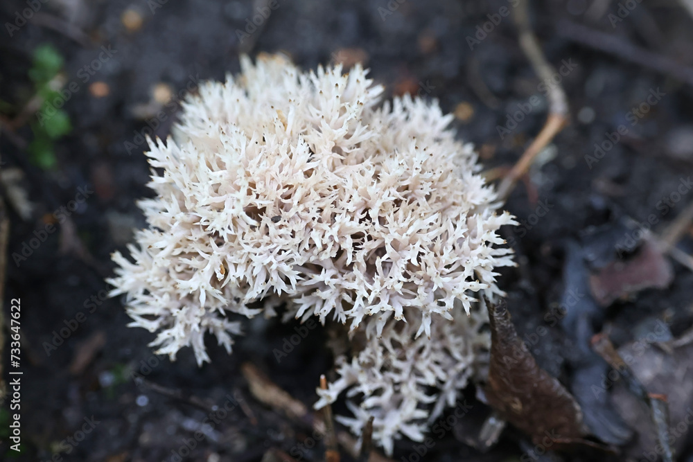 Crested coral fungus, Clavulina coralloides, also called Clavulina ...