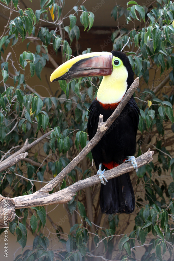 Tucán de Colores Vibrante. Tucan reposado en ábol. Tucán en la ...