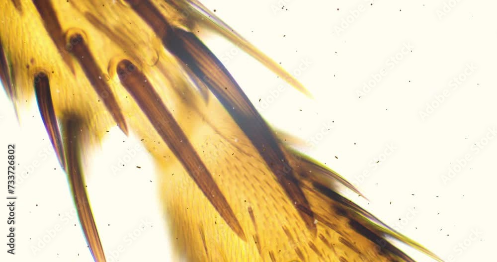 Leg of fly under a microscope with floating bacteria, microbes and ...