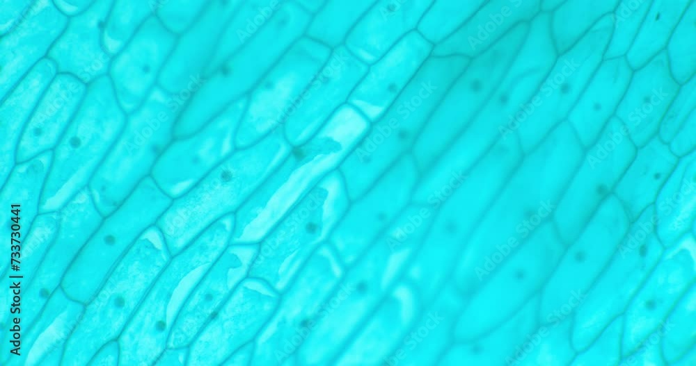 Epidermis under a microscope. Allium seale epidermis. Allium epidermis. Focusing microscope on ...