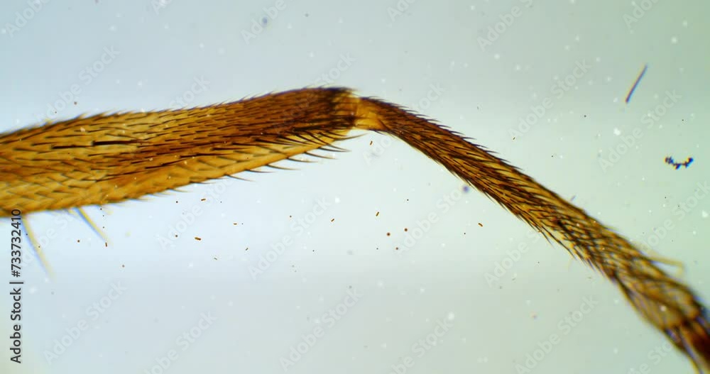 Leg of fly under a microscope with floating bacteria, microbes and ...