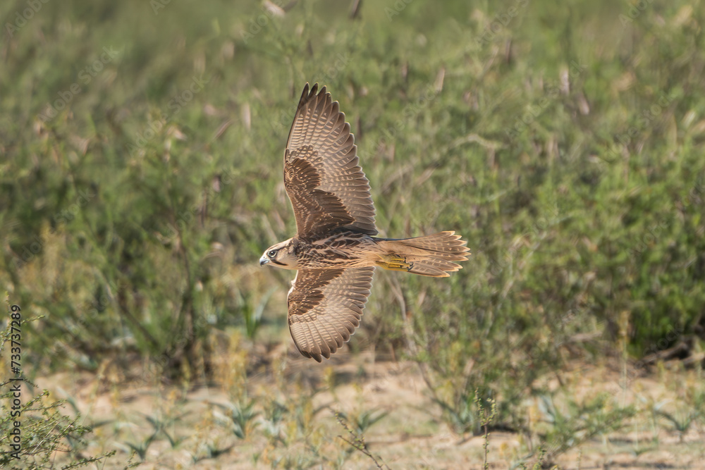 Lanner falcon - Falco biarmicus with spread wings in flight with green ...