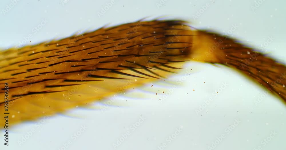 Leg of fly under a microscope with floating bacteria, microbes and ...
