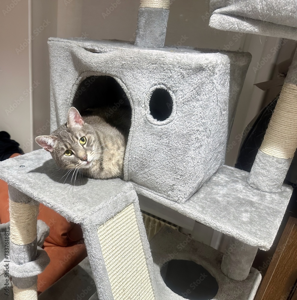 Cozy Hideaway: Tabby Cat Peeking Out from a Plush Cat Tree Fortress ...