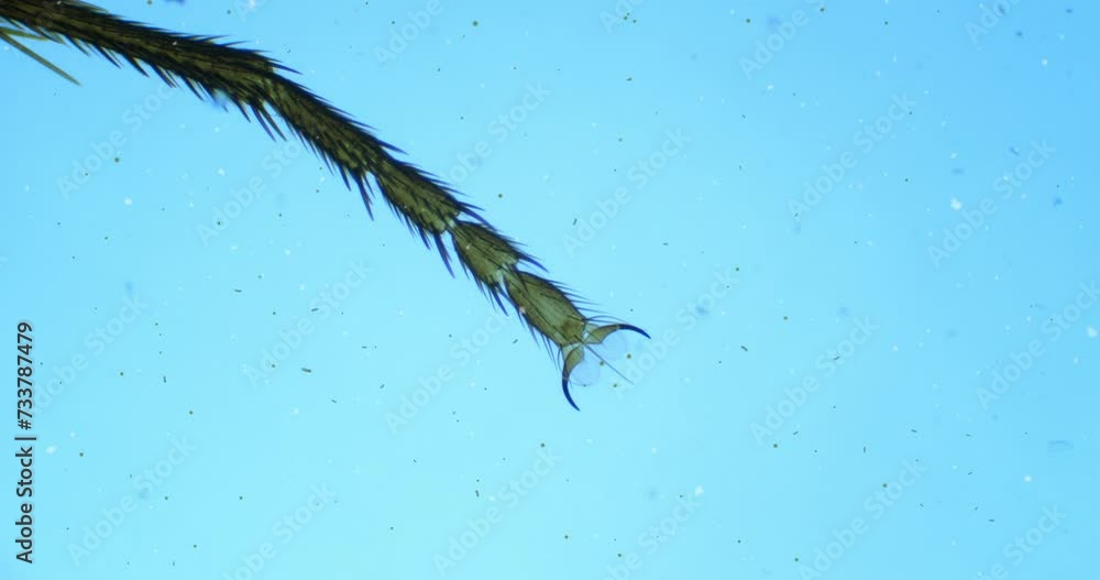 Leg of fly under a microscope with floating bacteria, microbes and ...