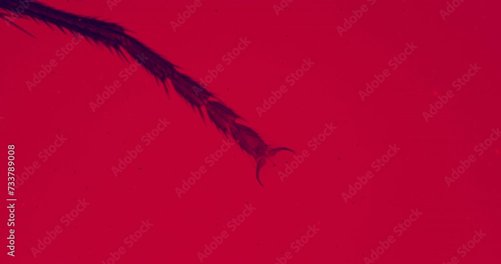 Vidéo Stock Fly leg under a microscope with floating bacteria and ...