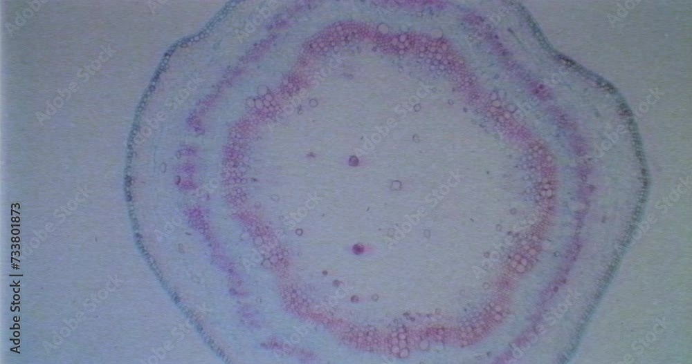 Stockvideon VHS recording of cotton stem under a microscope with moving ...