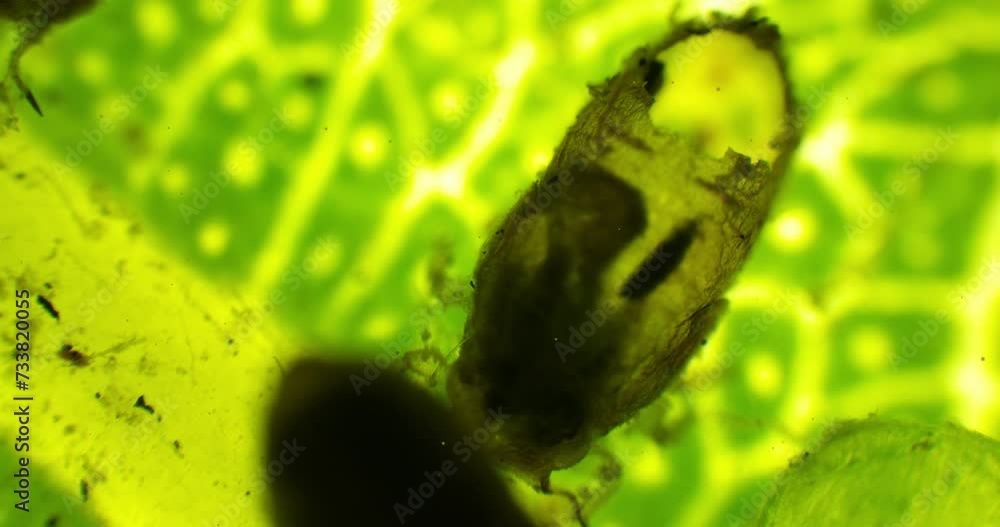 Infected tree leaf under a microscope. Dead bug on the green leaf with ...