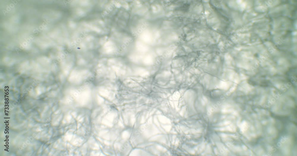 Vidéo Stock Bright spider web under a microscope. Floating bacteria and ...