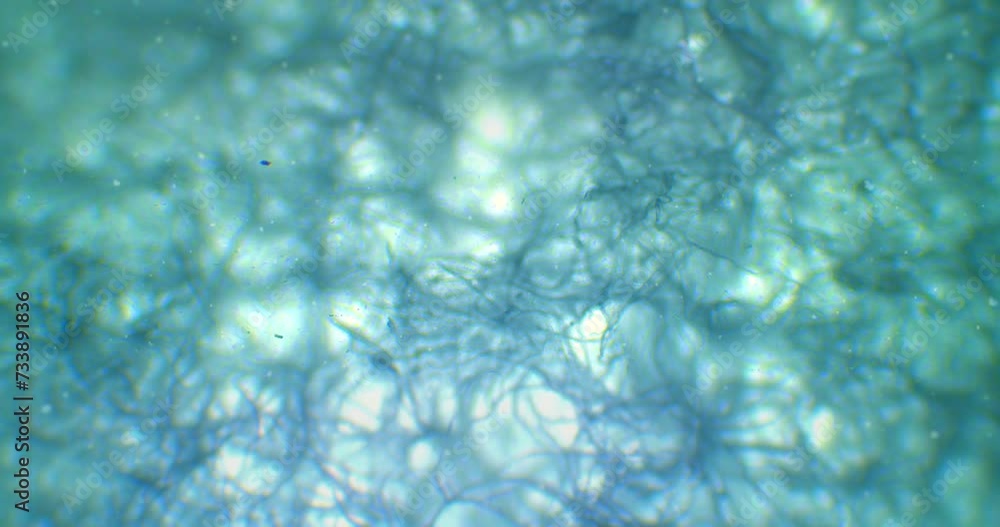 Microworld of floating mysterious particles under a microscope. Macro ...