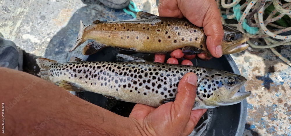 Sevan trout summer bakhtak salmi ischchan aestivalis and gegharkuni ...