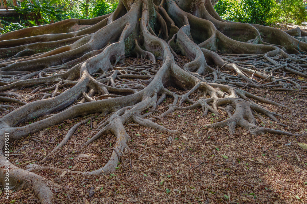 Photo & Art Print Closeup of ficus tree roots also known as banyan tree ...