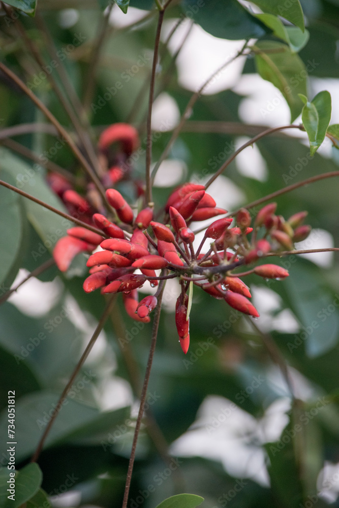 Flores rojas de un ceibo. Flor nacional argentina Stock Photo | Adobe Stock