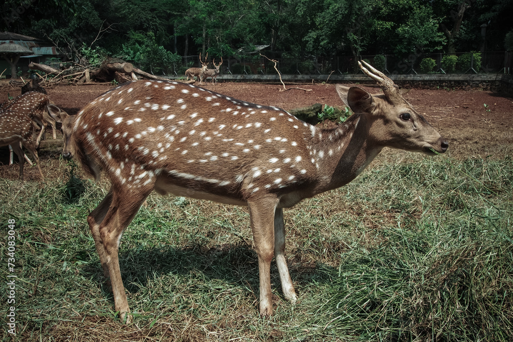 The chital or cheetal also known as the spotted deer, chital deer and ...